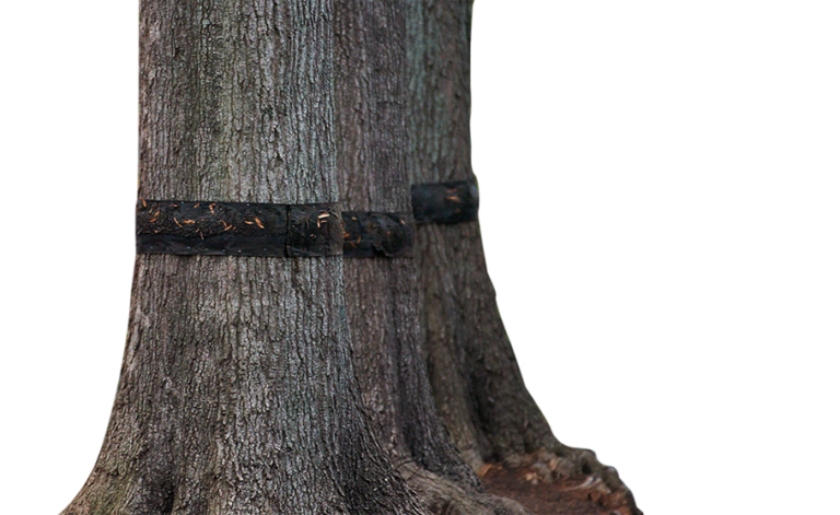 Tree Banding - Piedmont Tree Experts